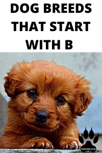 17 Dog Breeds That Start With The Letter B | Labrottie.com