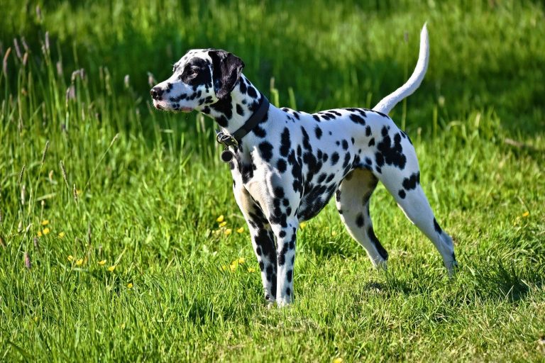 Dog Breeds That Start With D Labrottie.com