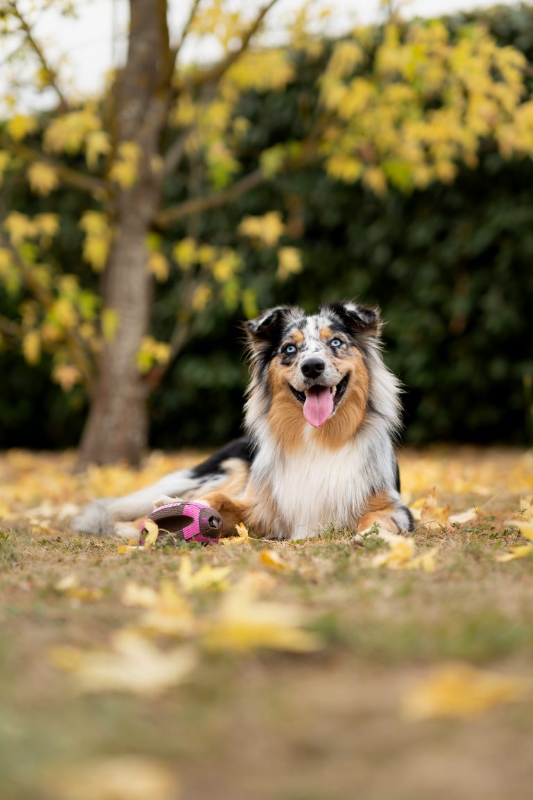 Your Guide to the Lab Australian Shepherd Mix | Labrottie.com