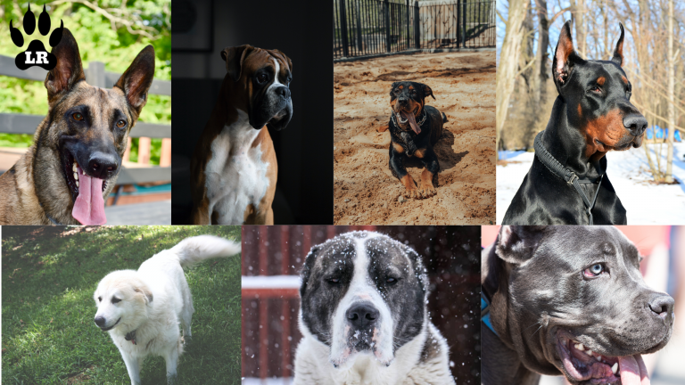 28 of the Best Guard Dog Breeds | Labrottie.com