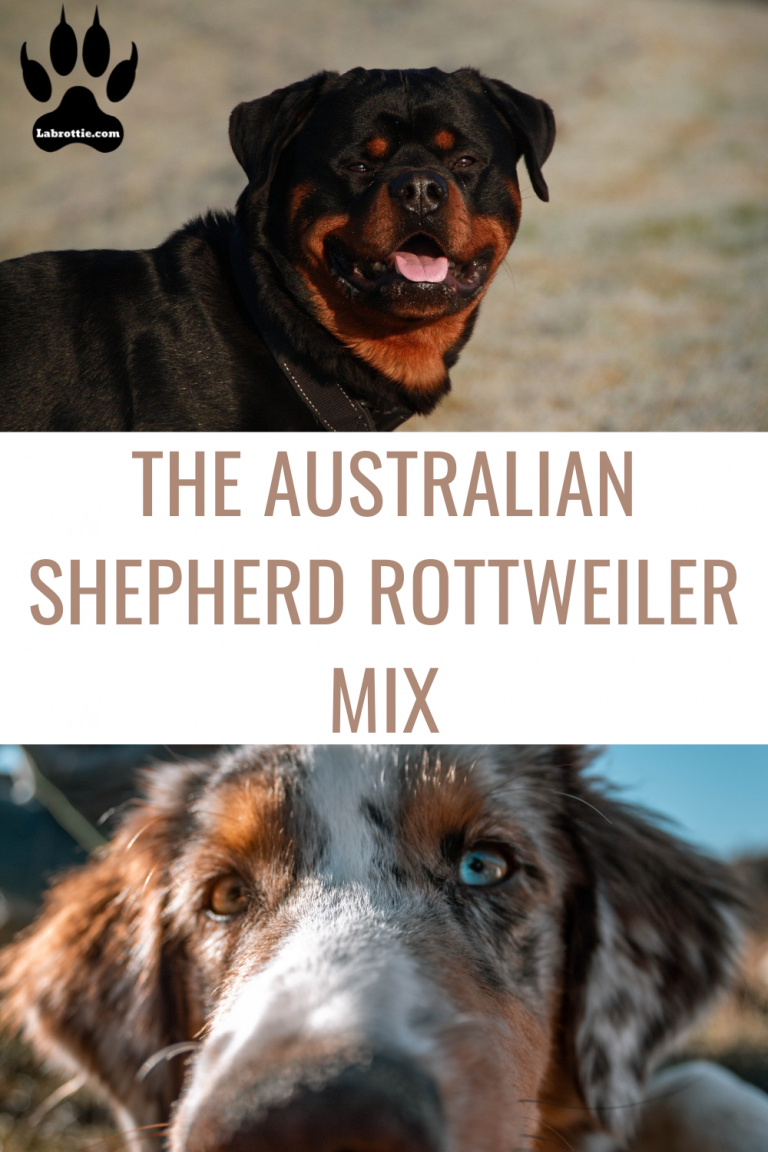The Australian Shepherd Rottweiler Mix | Labrottie.com