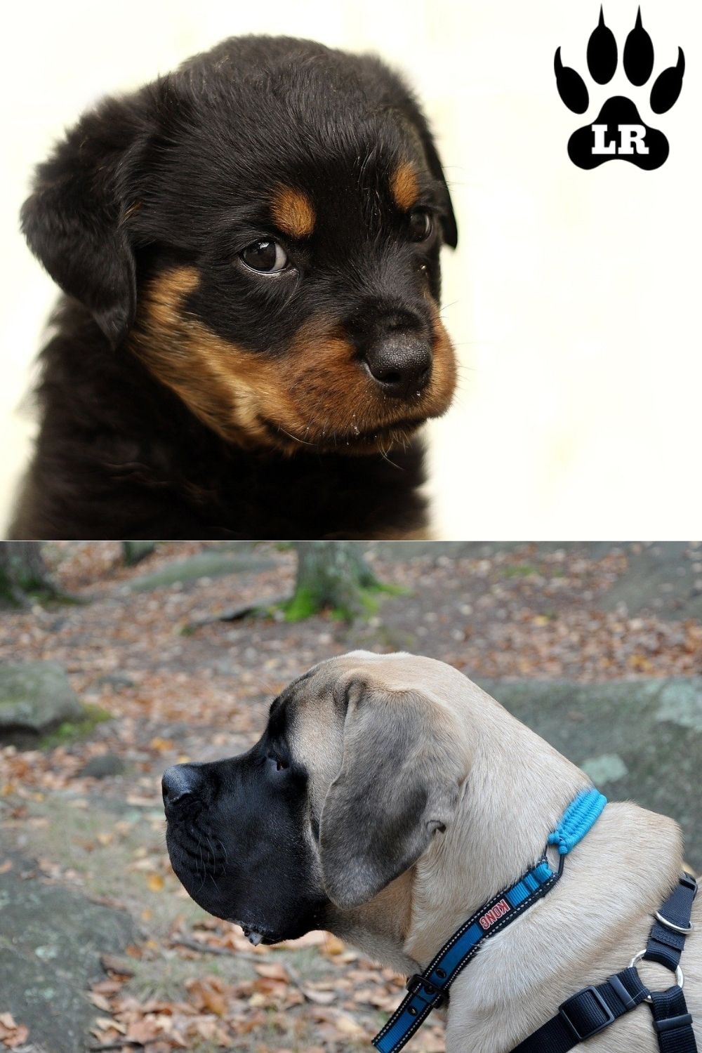 The Rottweiler Mastiff Mix - A Giant of A Dog Breed! | Labrottie.com