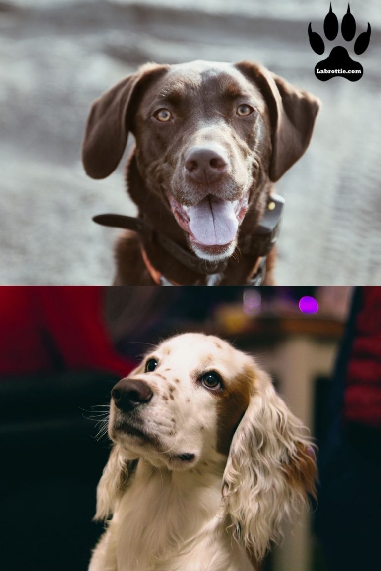The Best Info on the Springer Spaniel Labrador Mix | Labrottie.com