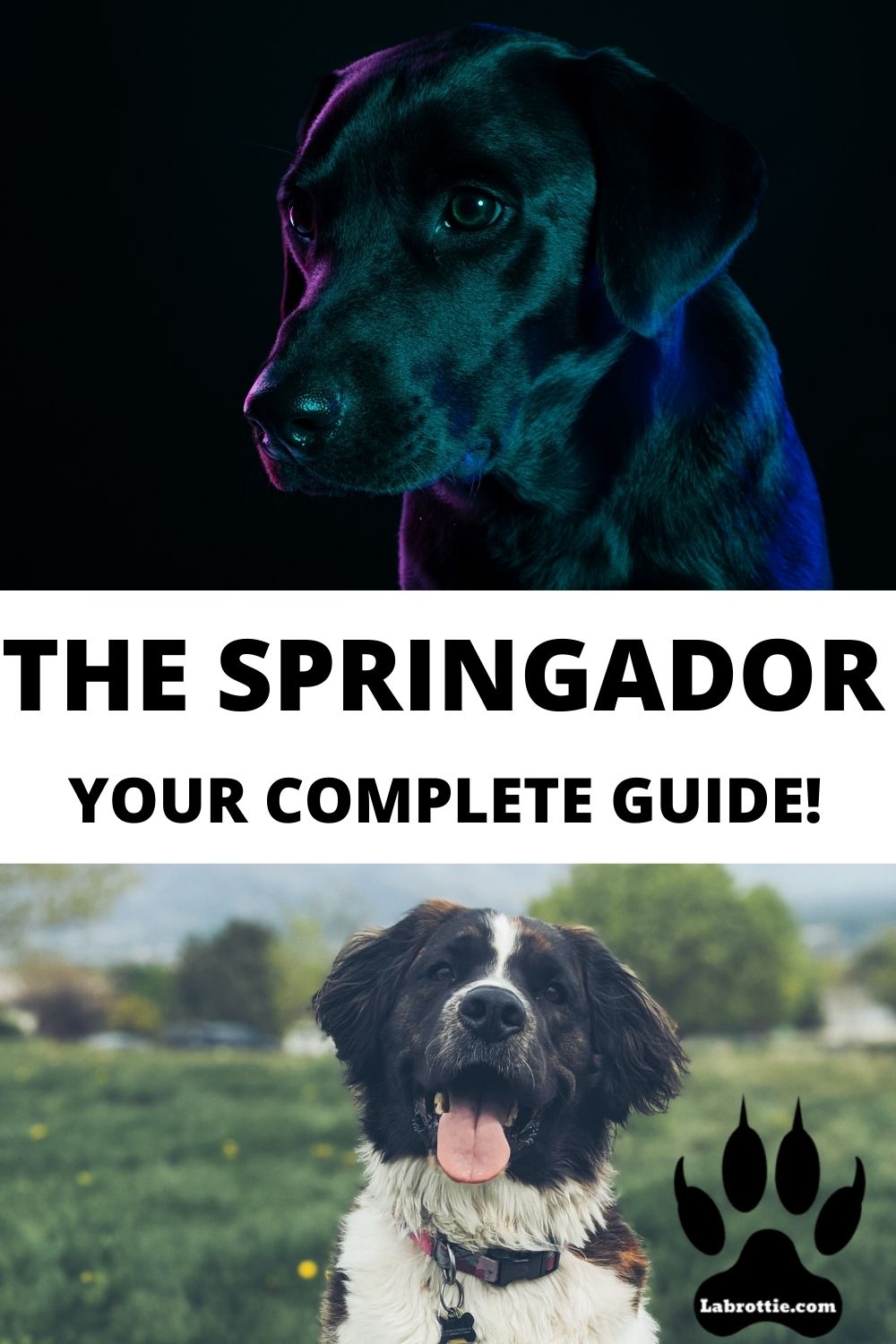 The Best Info on the Springer Spaniel Labrador Mix | Labrottie.com
