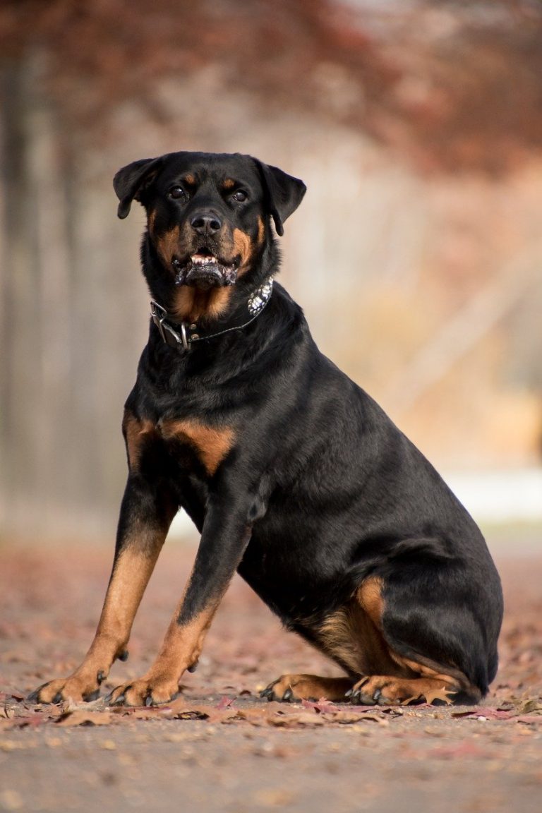 Rottweiler Lab Mix - a Lovable Malleable Breed | Labrottie.com