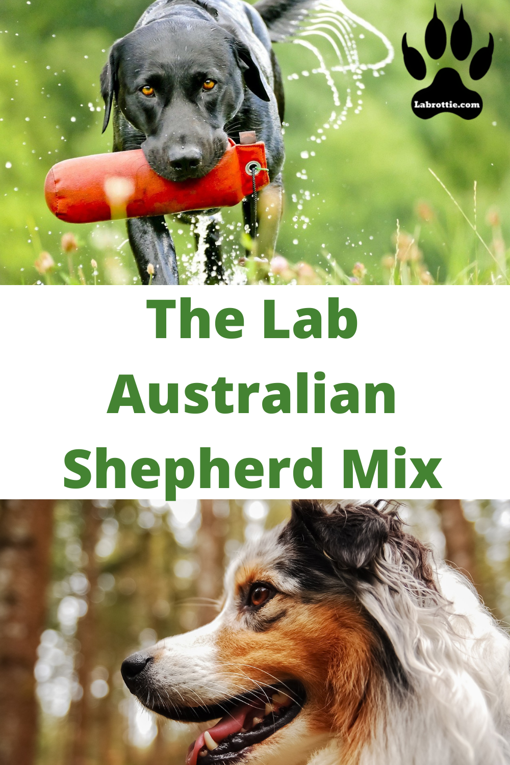 Your Guide to the Lab Australian Shepherd Mix | Labrottie.com