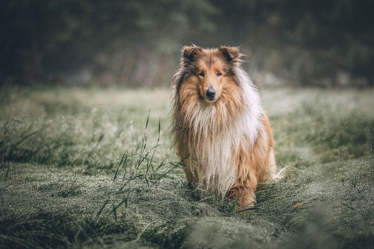 100+ of the Best Fluffy Dog Names | Labrottie.com