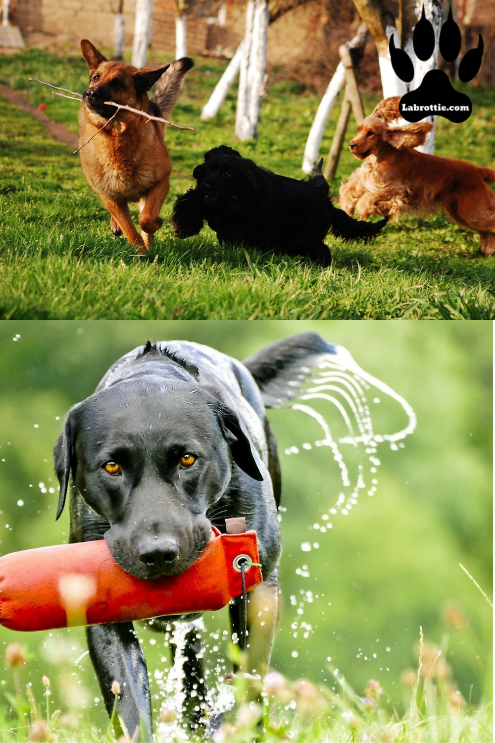 Cocker Spaniel Lab Mix or The Spanador | Labrottie.com