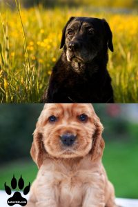 Cocker Spaniel Lab Mix or The Spanador | Labrottie.com