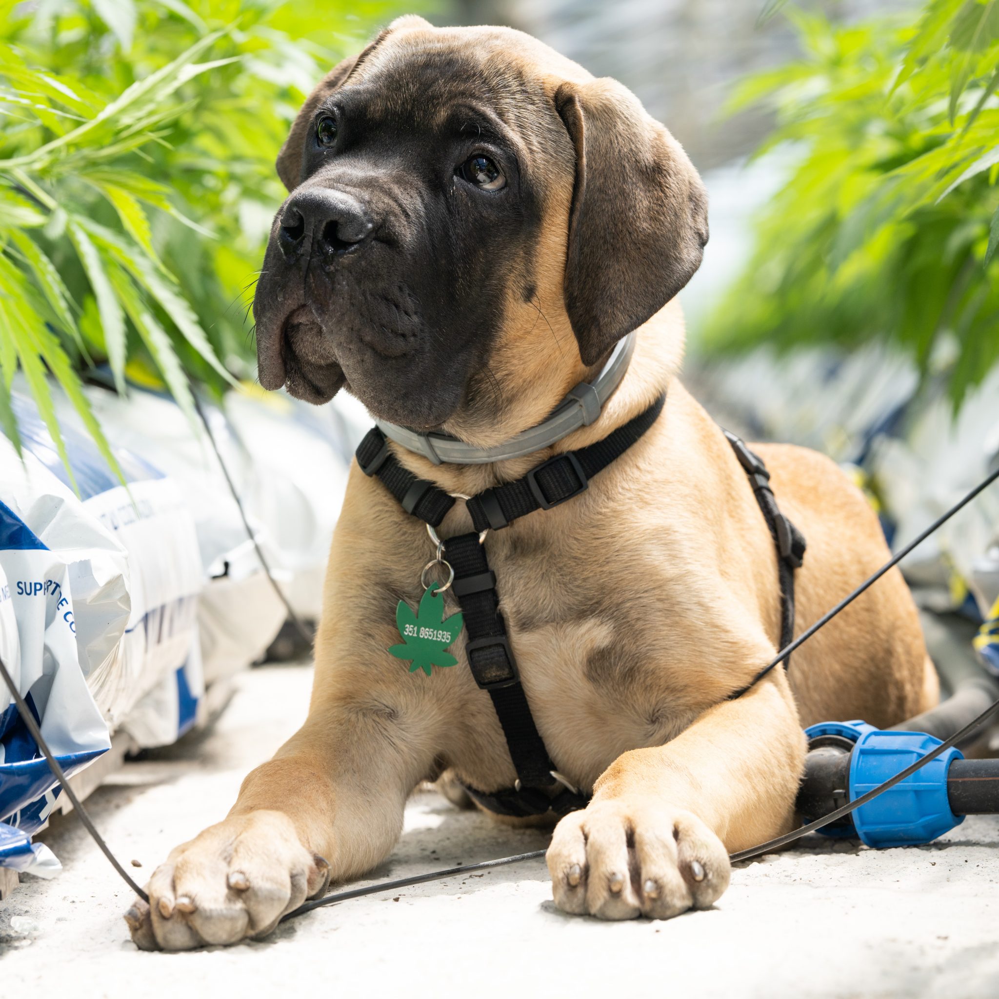 The Rottweiler Mastiff Mix - A Giant of A Dog Breed! | Labrottie.com