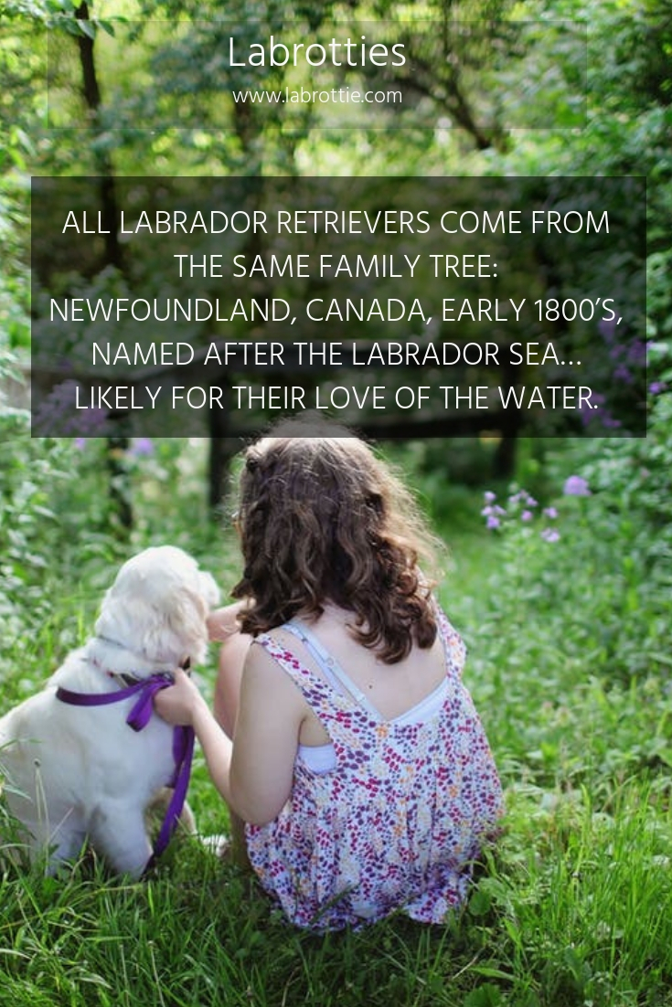 The English Lab vs American Labrador Retriever | Labrottie.com