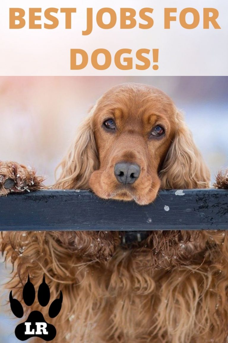The Best 15 Jobs For Dog's To Do! | Labrottie.com