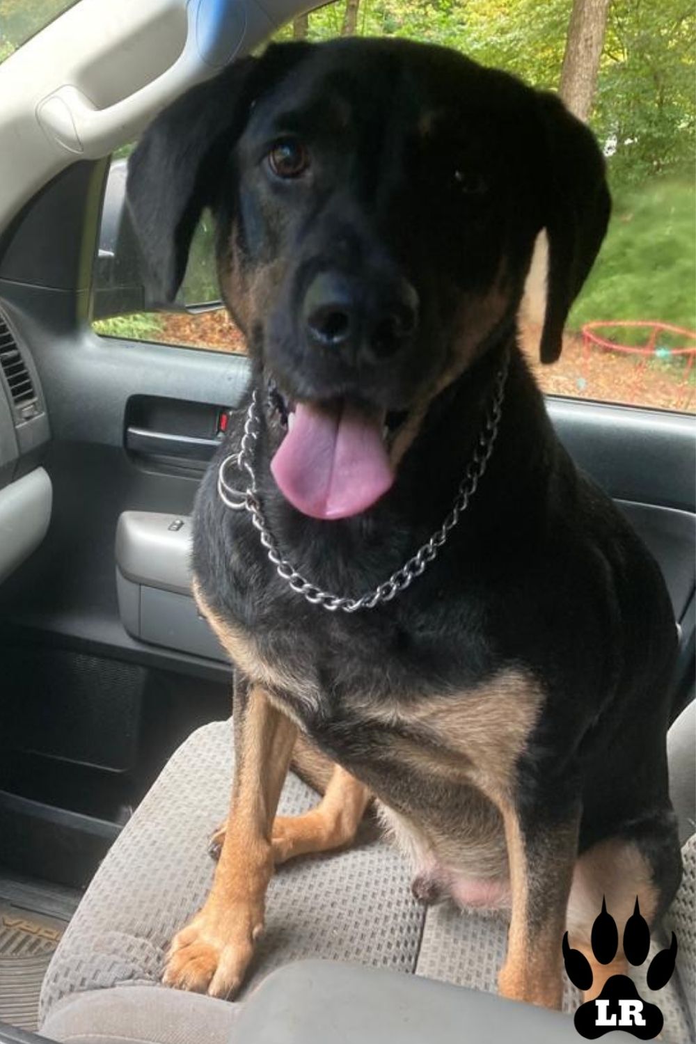 The Best 15 Jobs For Dog's To Do! | Labrottie.com