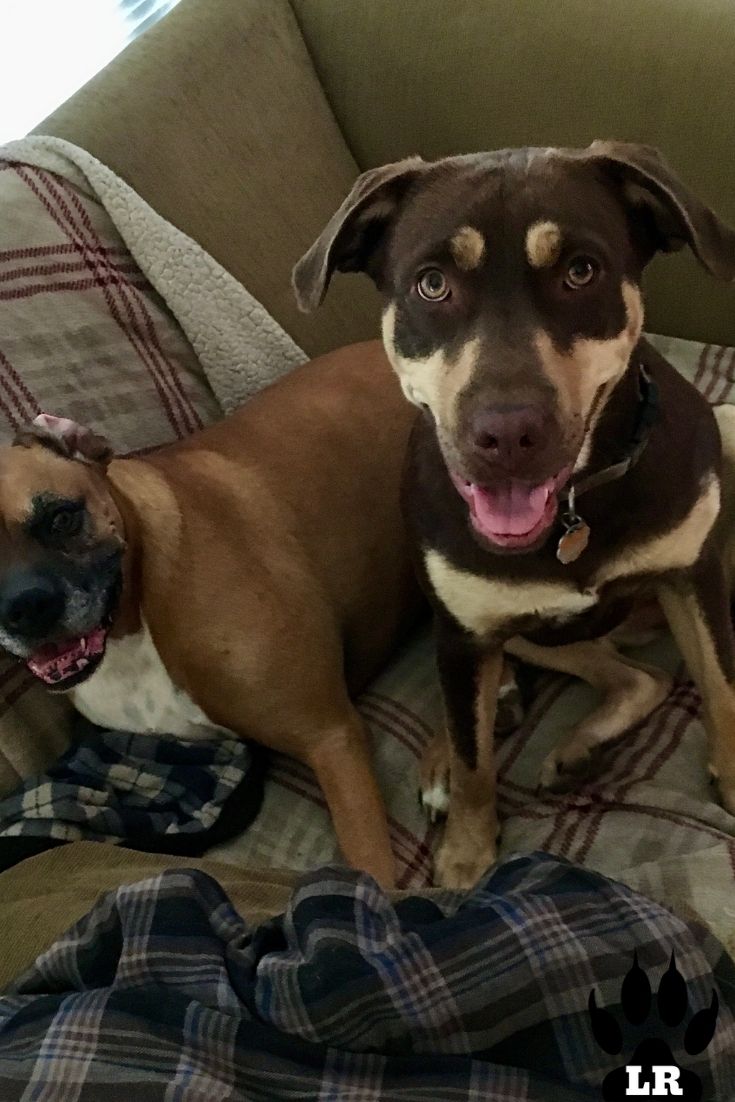 Mixed Dog Breeds photo gallery | Labrottie.com