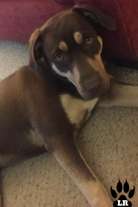 Mixed Dog Breeds photo gallery | Labrottie.com