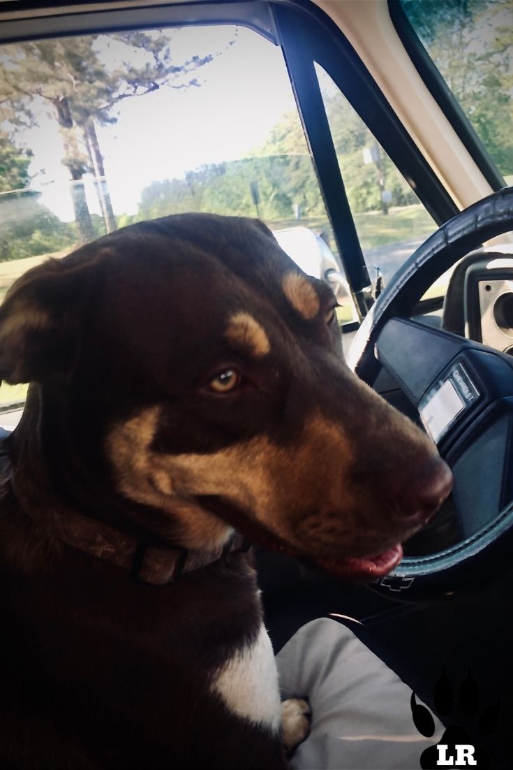 The Labrador Rottweiler Mix | Labrottie.com