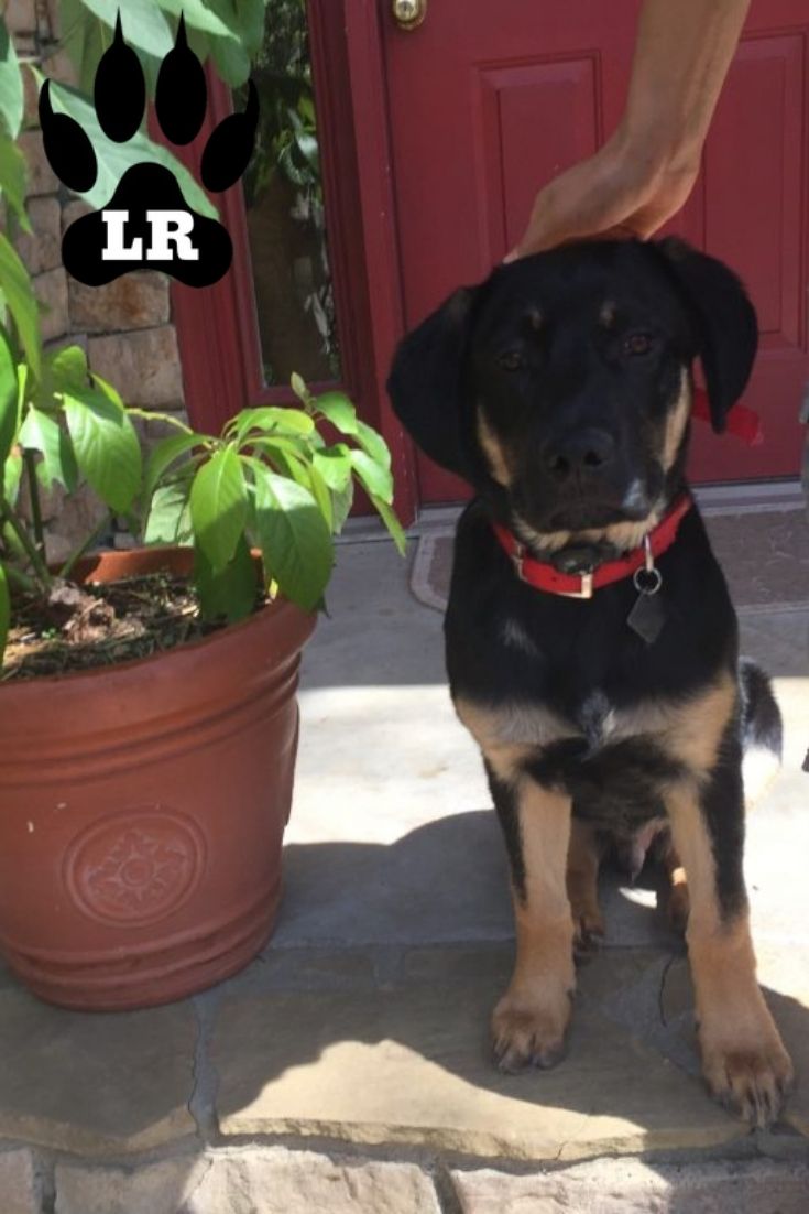 Labrottie Temperament and Characteristics! | Labrottie.com