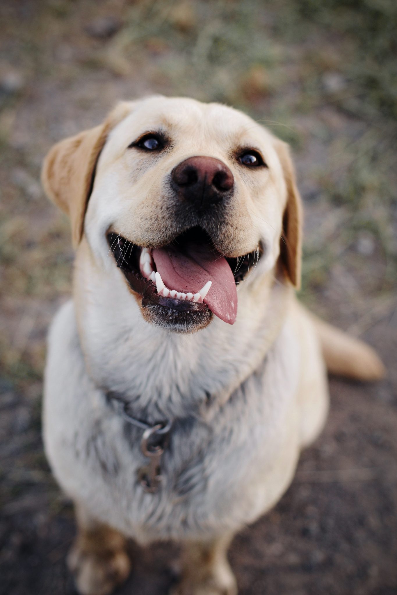 What To Know About The Lab Husky Mix - Labrottie.com