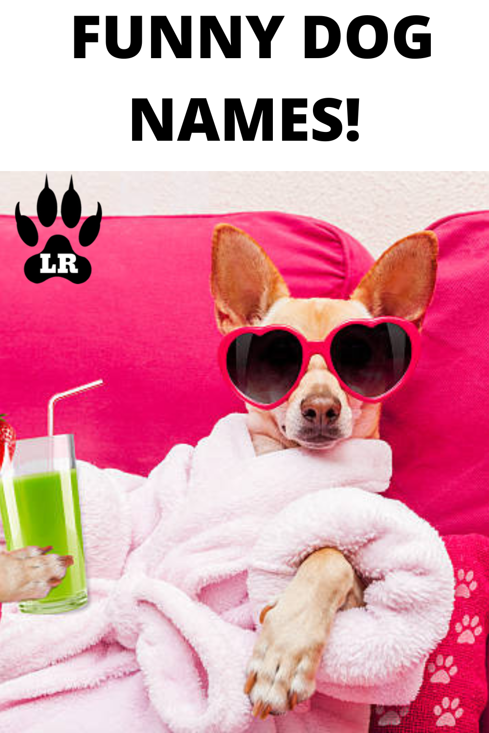 100+ Funny Dog Names | Labrottie.com