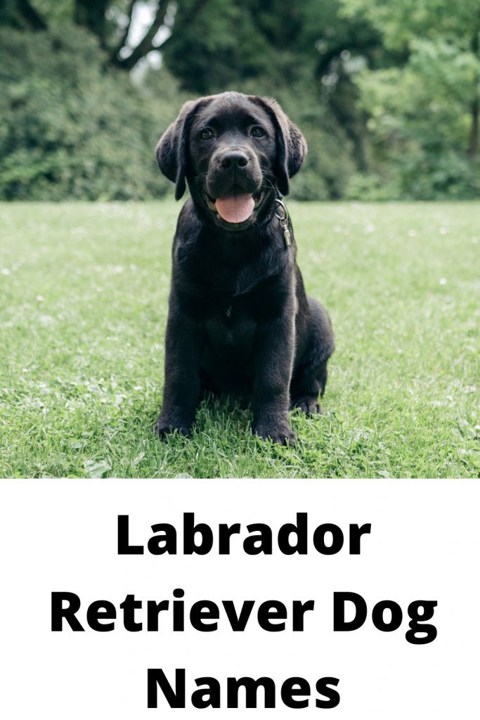 400 of the Best Labrador Dog Names - Labrottie