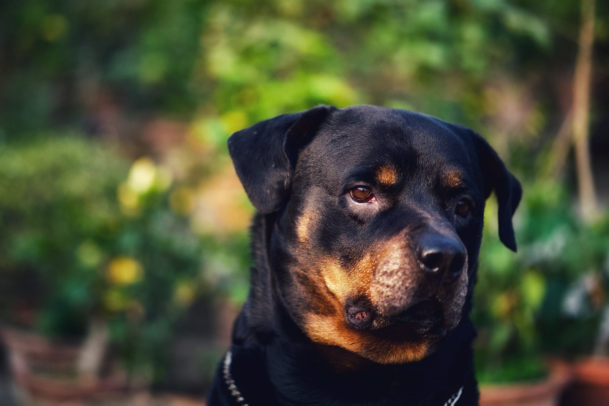 400+ of the Best Rottweiler Dog Names Labrottie