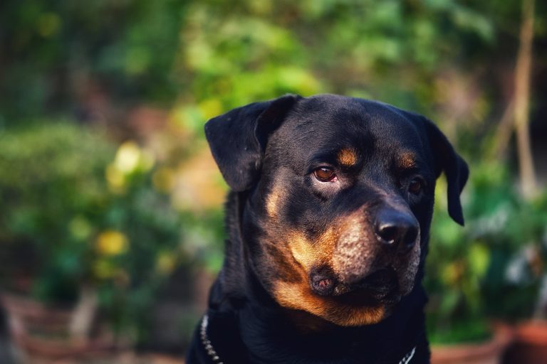 400+ of the Best Rottweiler Dog Names Labrottie