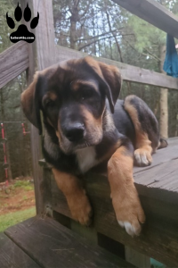 The Rottweiler Great Pyrenees mix | Labrottie.com