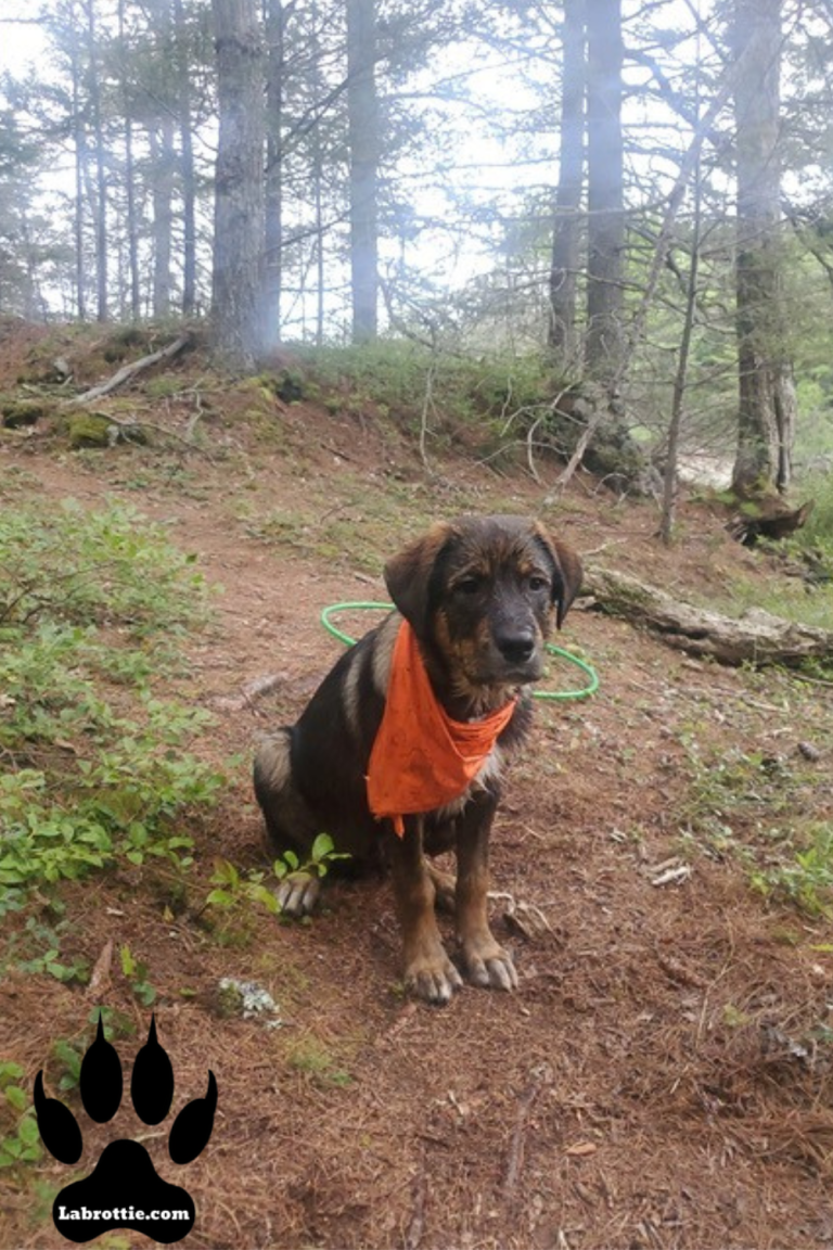 The Rottweiler Great Pyrenees mix | Labrottie.com