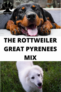 The Rottweiler Great Pyrenees mix | Labrottie.com