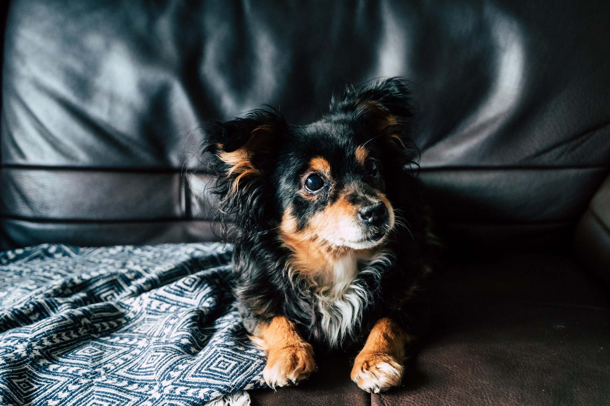 90+ of The Best Small Dog Names - Labrottie.com