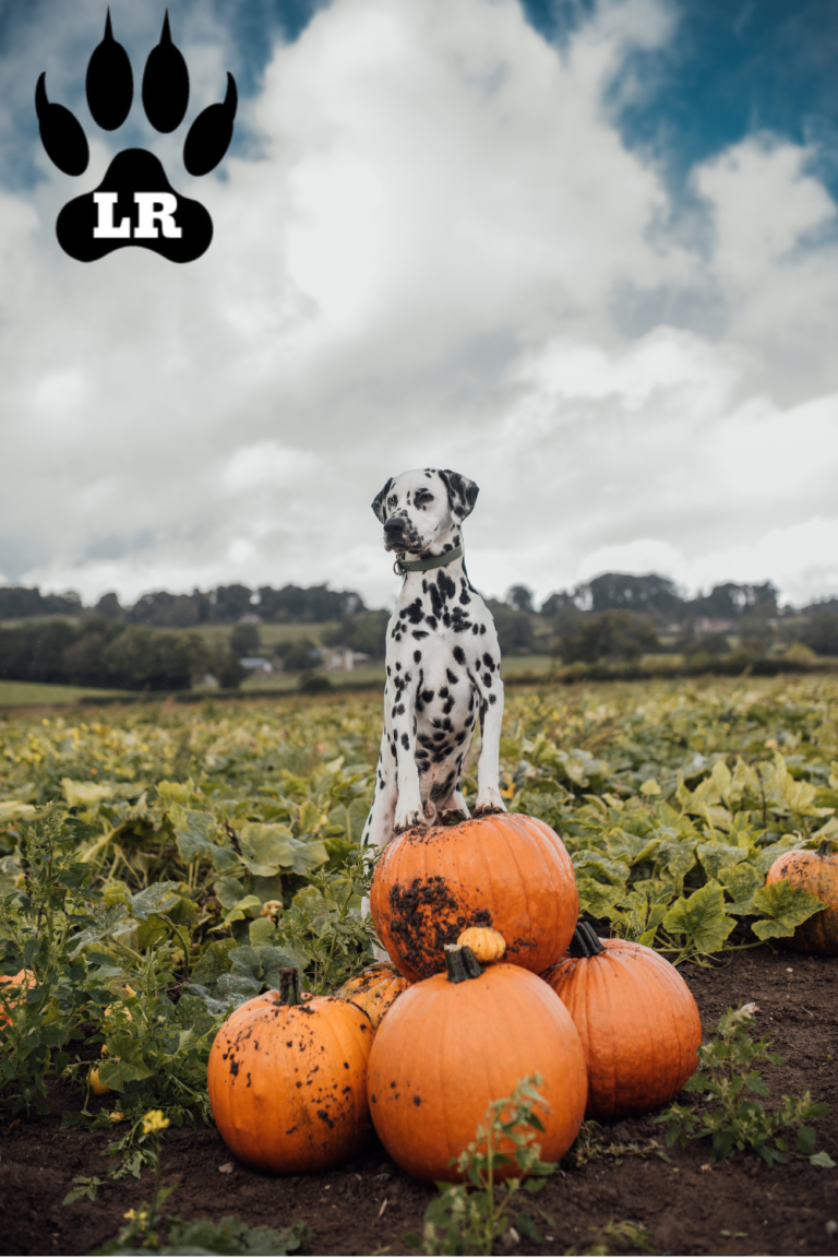 Is Pumpkin Pulp For Dogs Good? | Labrottie.com