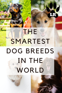 The Most Intelligent Dog Breeds In the World | Labrottie.com