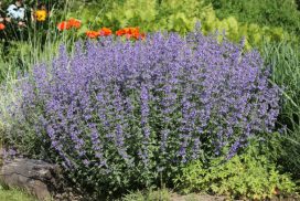 Six dog urnine resistant plants | Labrottie.com