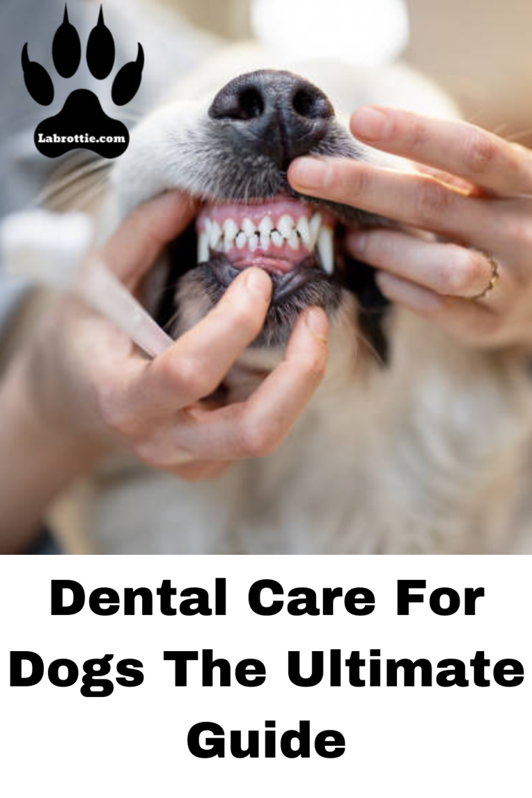 The Ultimate Guide to Dental Care for Dogs | Labrottie.com