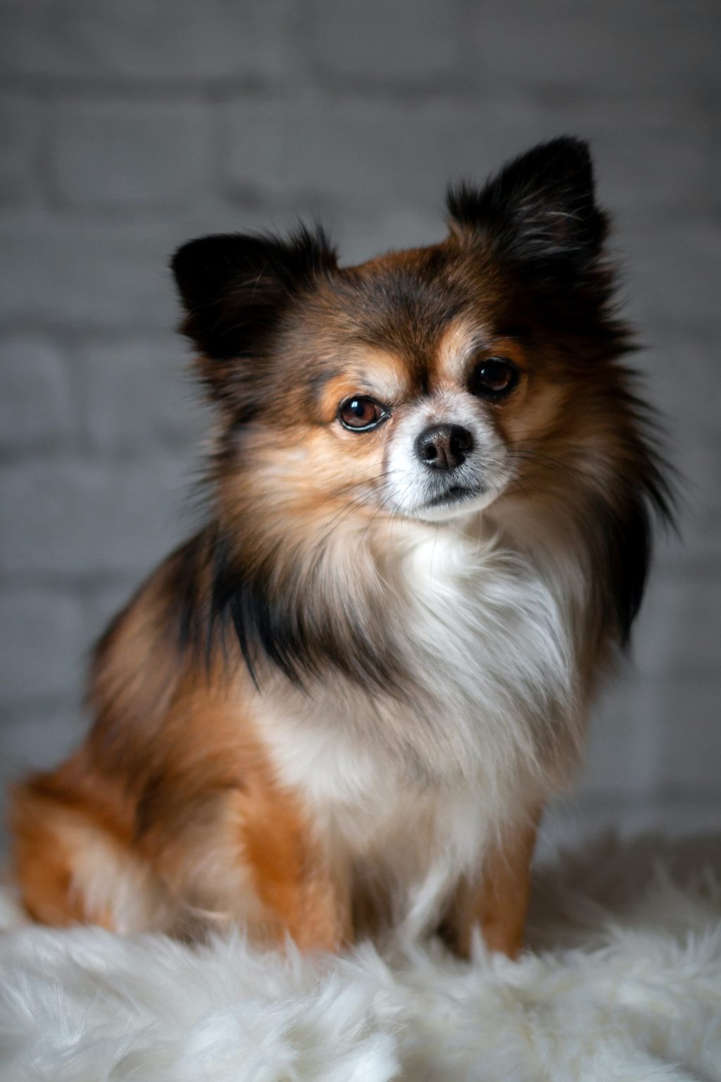 Best Small Dog Breeds for Families | Labrottie.com