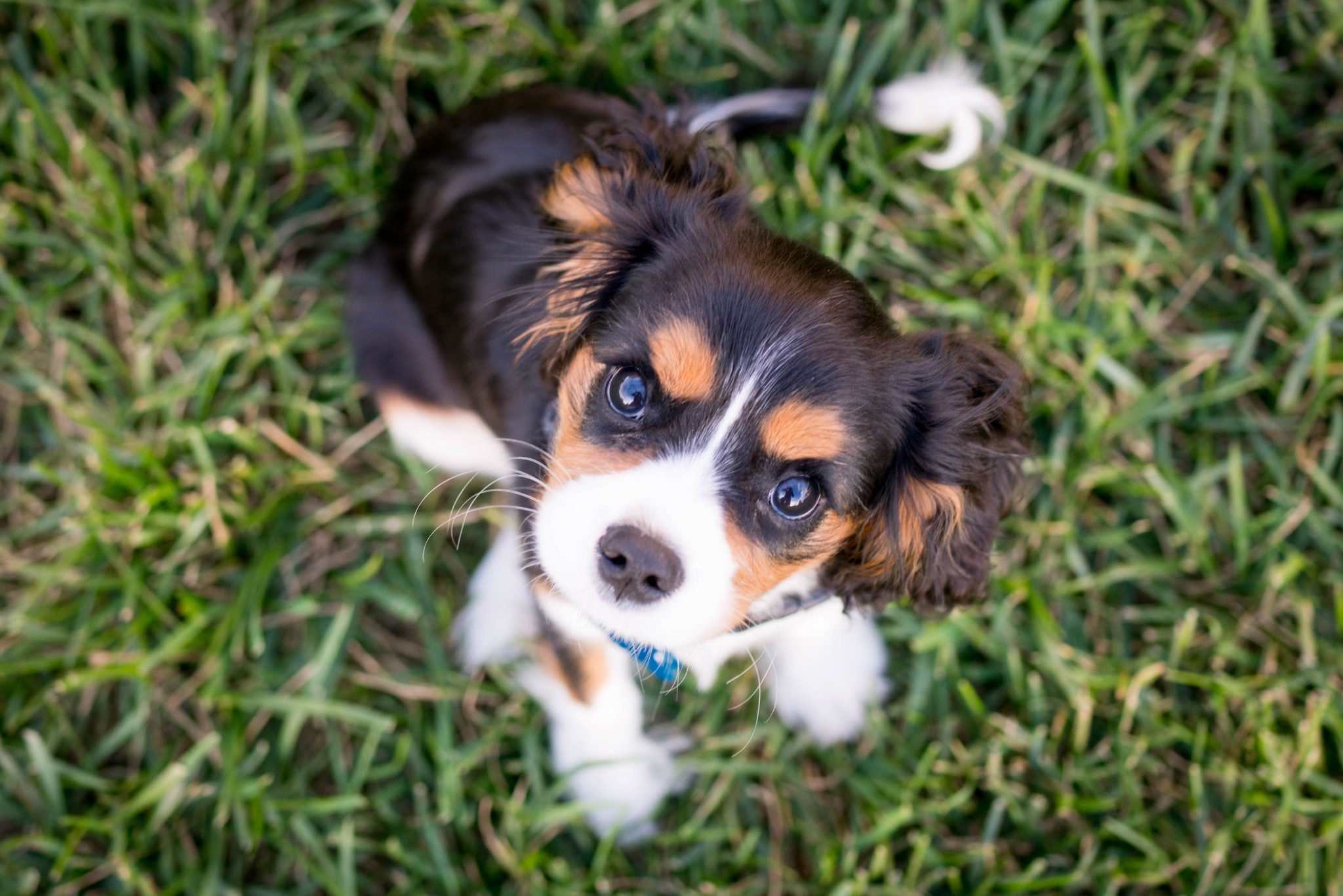 Best Small Dog Breeds for Families | Labrottie.com