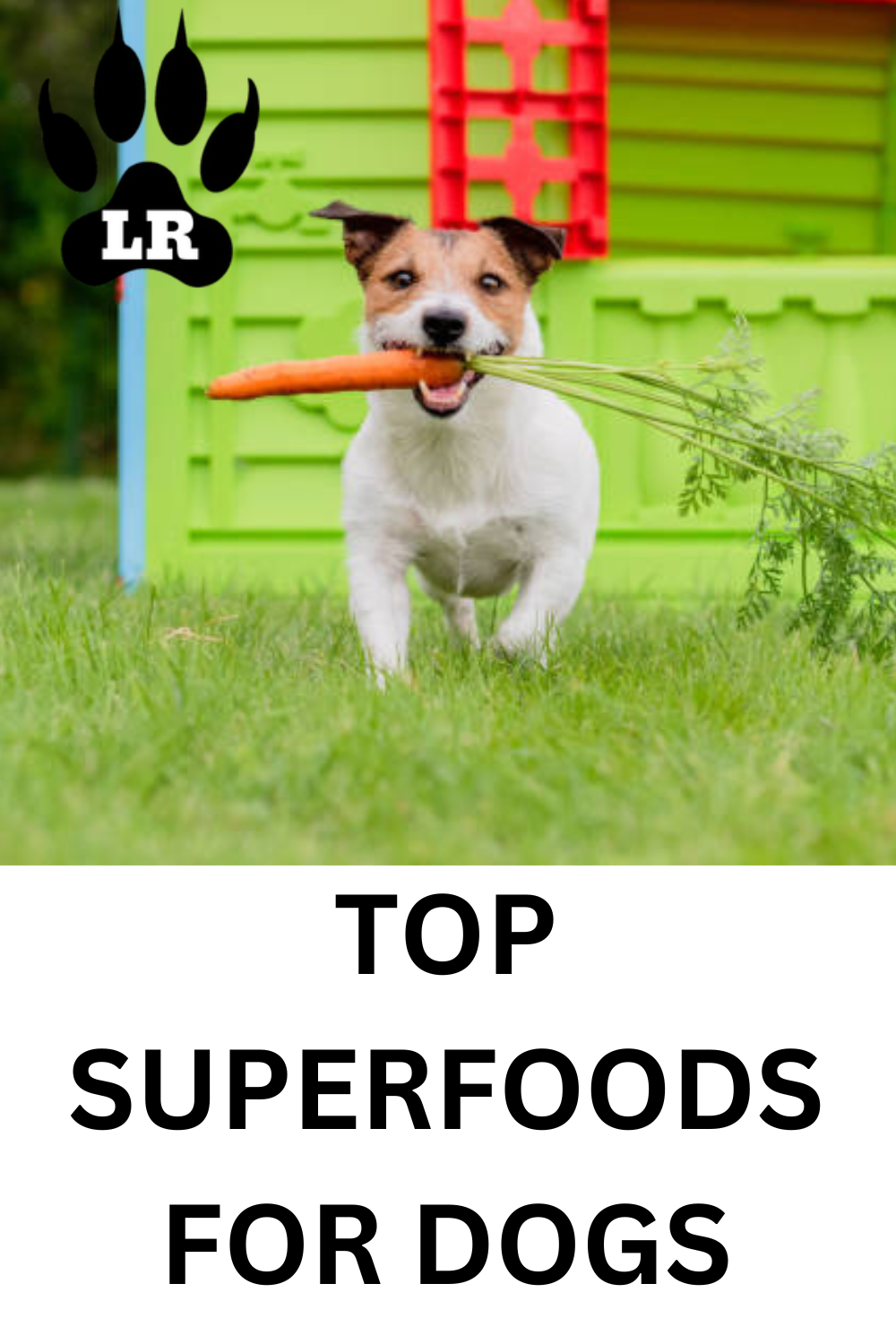 Nutritious Raw Vegetables for Dogs: The Ultimate Guide | Labrottie.com