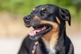 18 of The Best Rottweiler Mixes | Labrottie.com