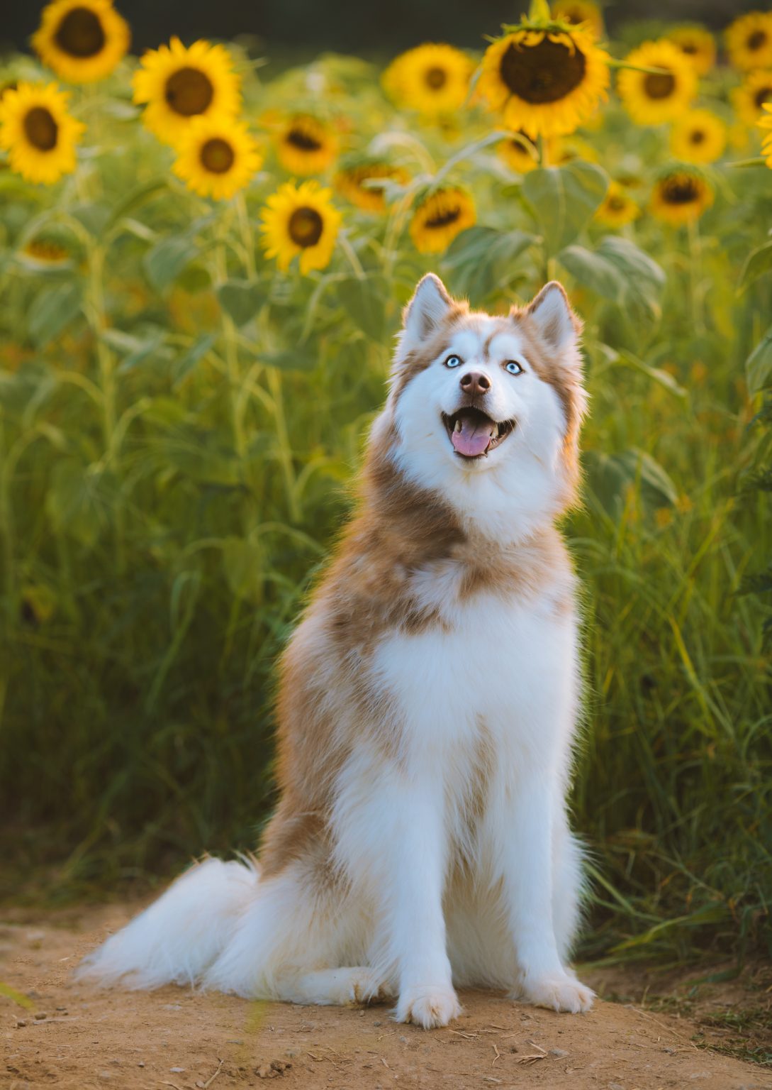 Your Guide To The Golden Retreiver Husky Mix | Labrottie