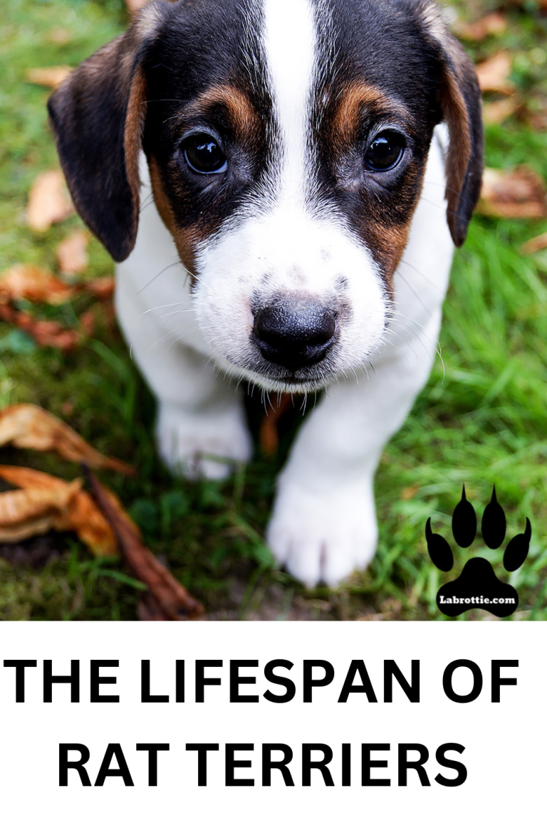 Revealing Rat Terriers' Lifespan: A Concise Guide to Longevity