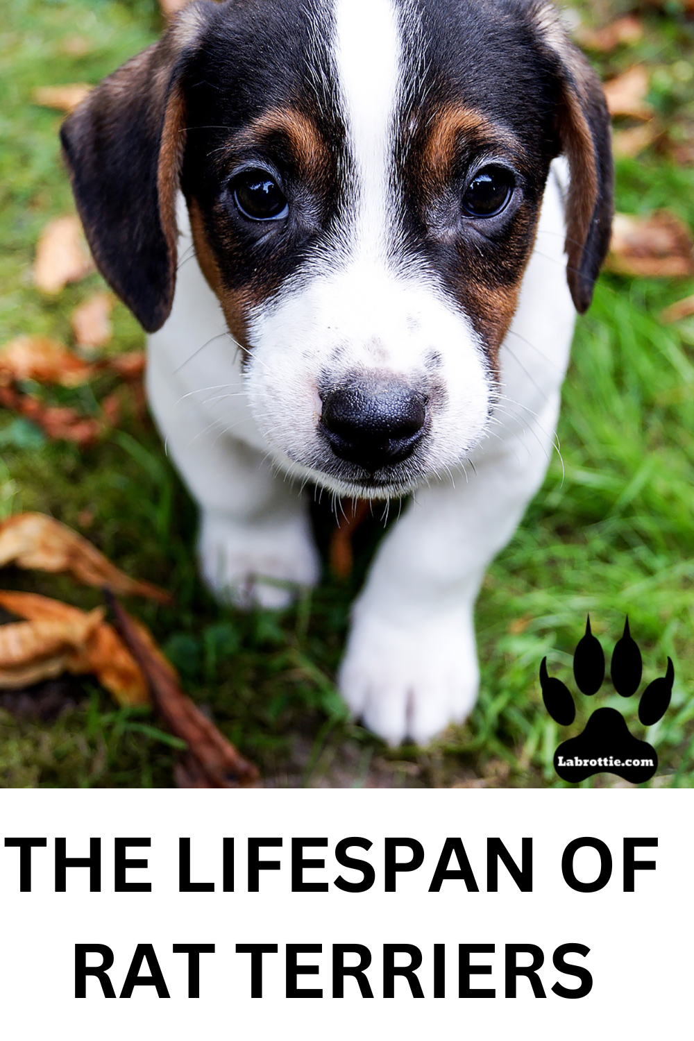 Revealing Rat Terriers' Lifespan: A Concise Guide to Longevity