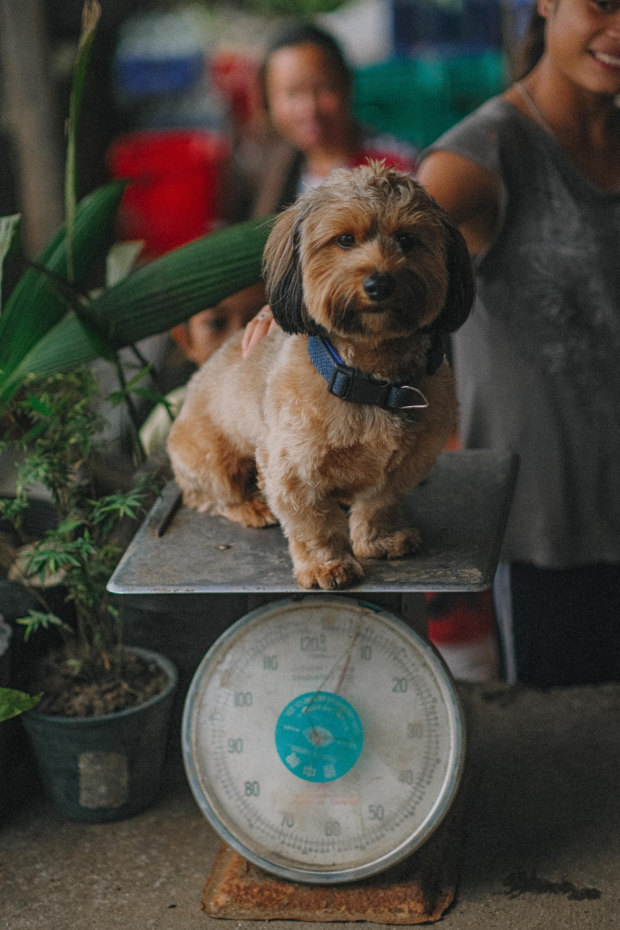 The Secrets of Average Dog Weight for Optimal Pet Care| Labrottie