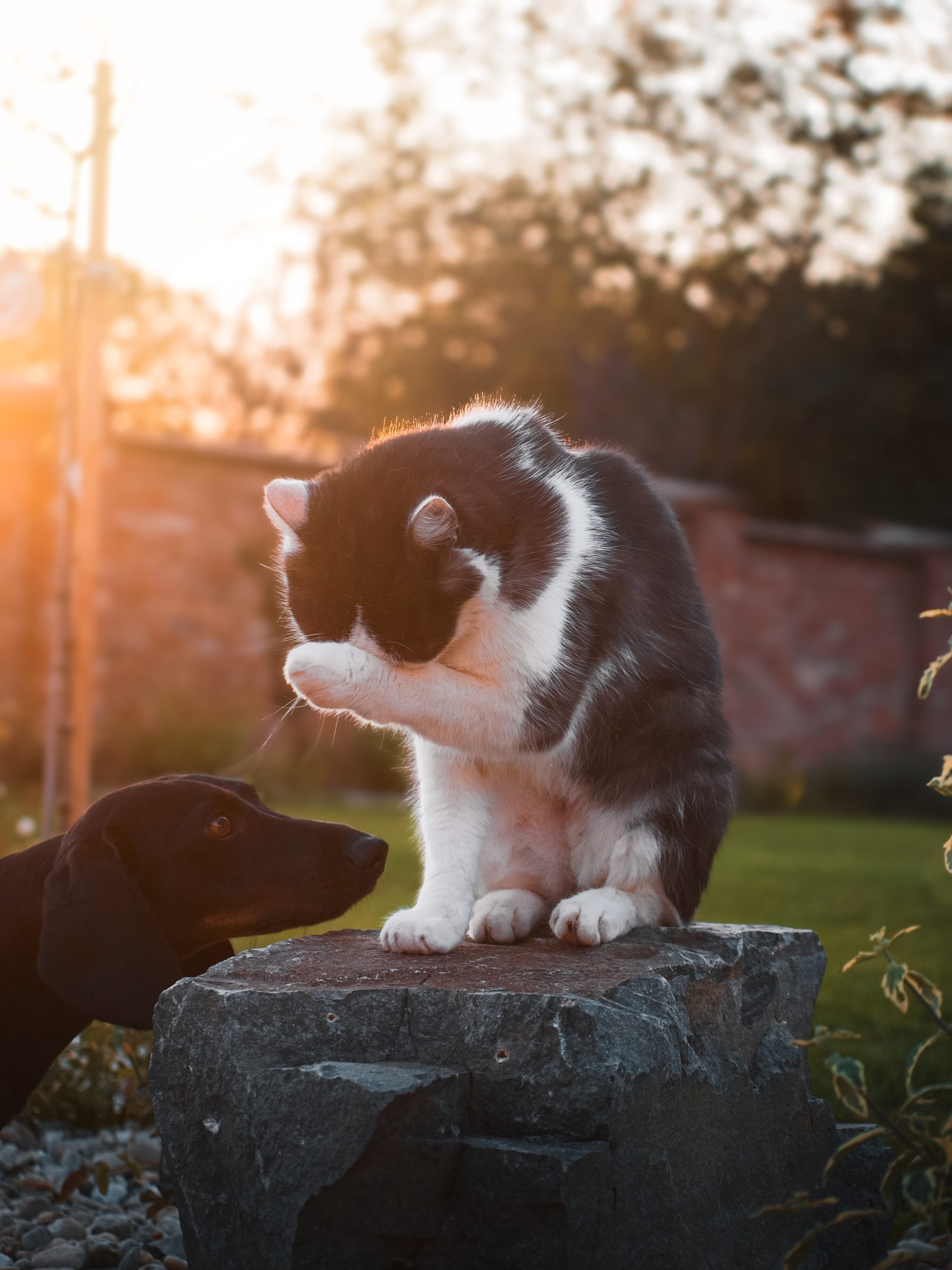 The Perfect Way To Introducing Dogs and Cats | Labrottie.com