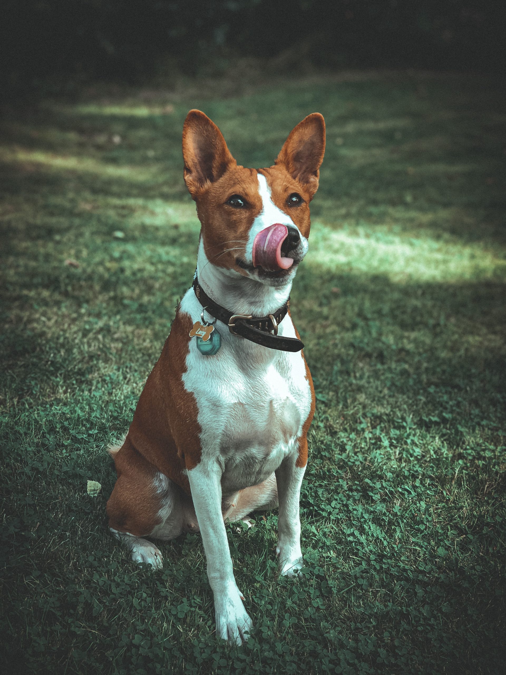 The Intelligence of Smart Dog Breeds | Labrottie.com