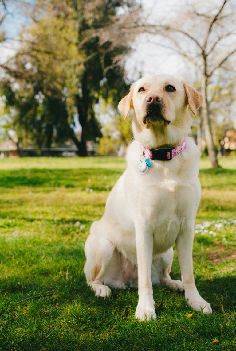 The Ultimate Guide to the St. Bernard Lab Mix | Labrottie