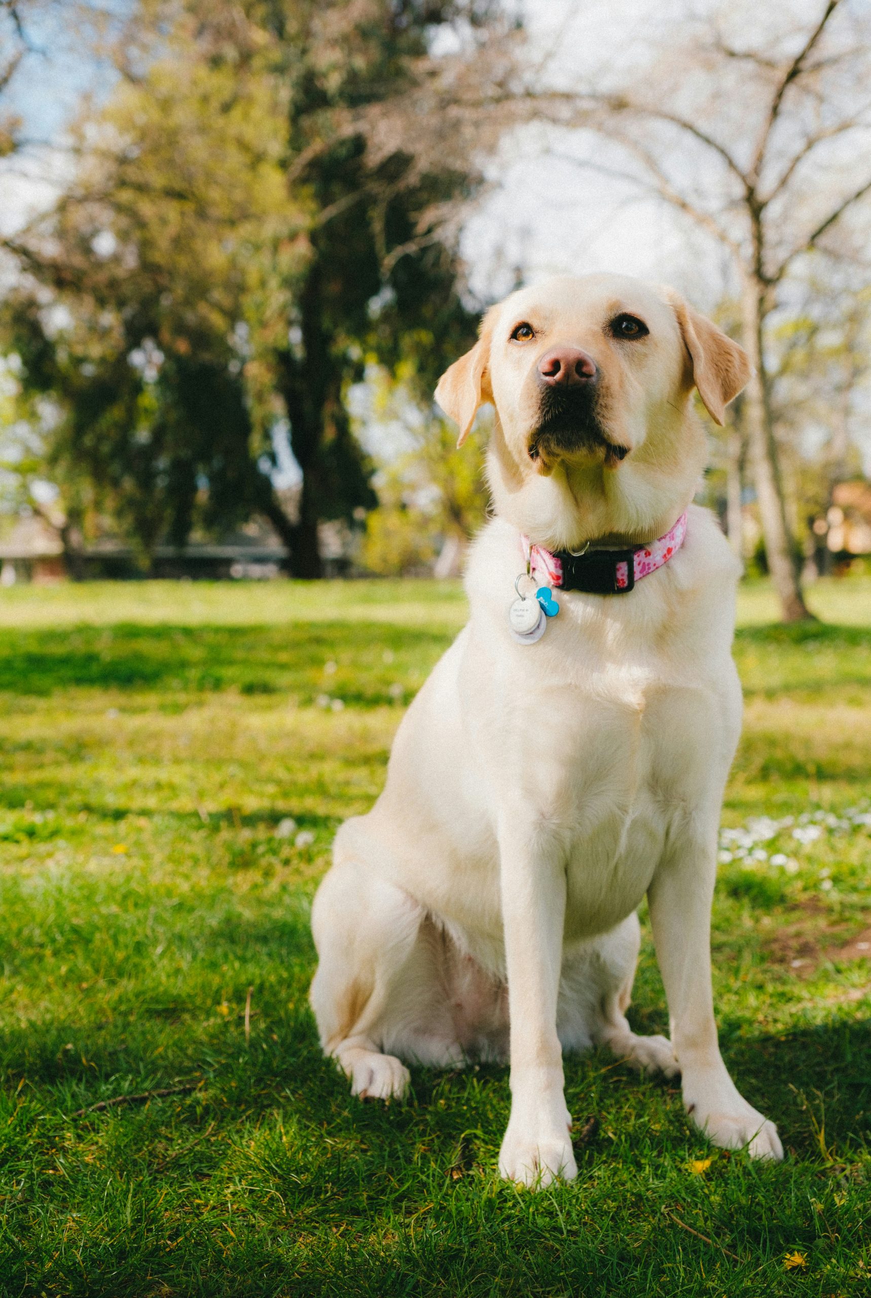 The Ultimate Guide to the St. Bernard Lab Mix | Labrottie