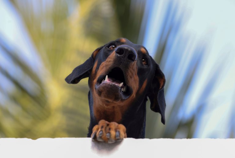 In-Depth Look at the Smartest Dog Breeds | Labrottie.com