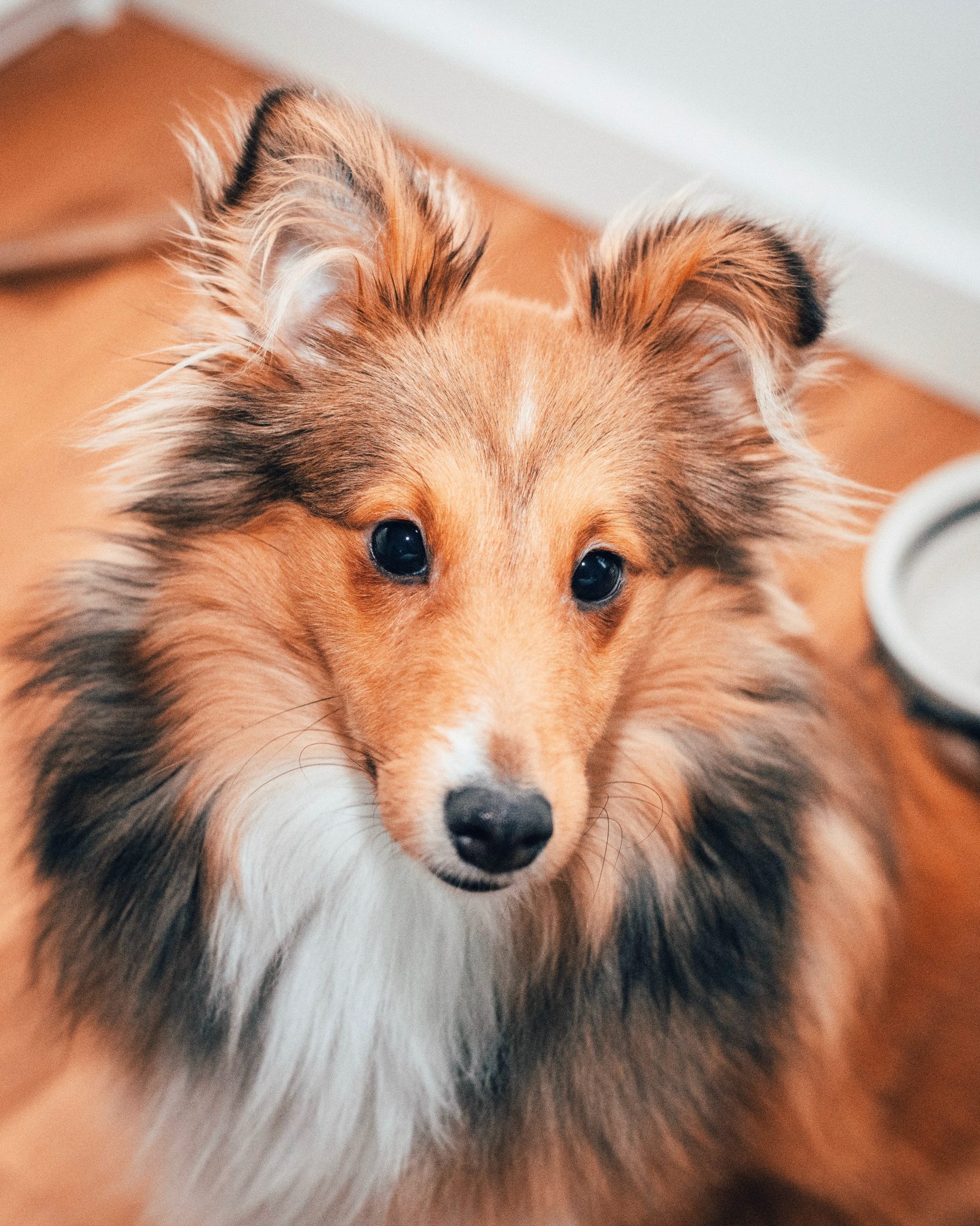 In-Depth Look at the Smartest Dog Breeds | Labrottie.com