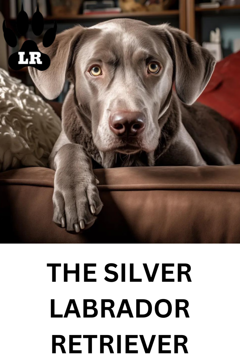 What is The Silver Labrador Retriever? | Labrottie